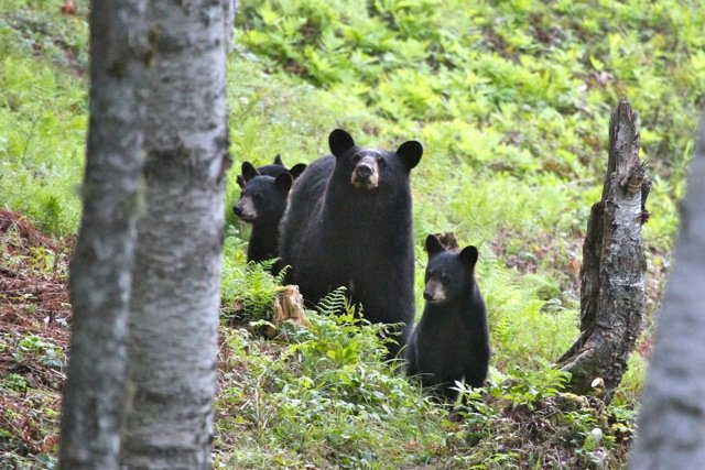Wildlife of Atlantic Canada | Canada | First Class Holidays