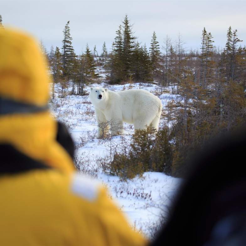 The Great Ice Bear Adventure | Canada | First Class Holidays